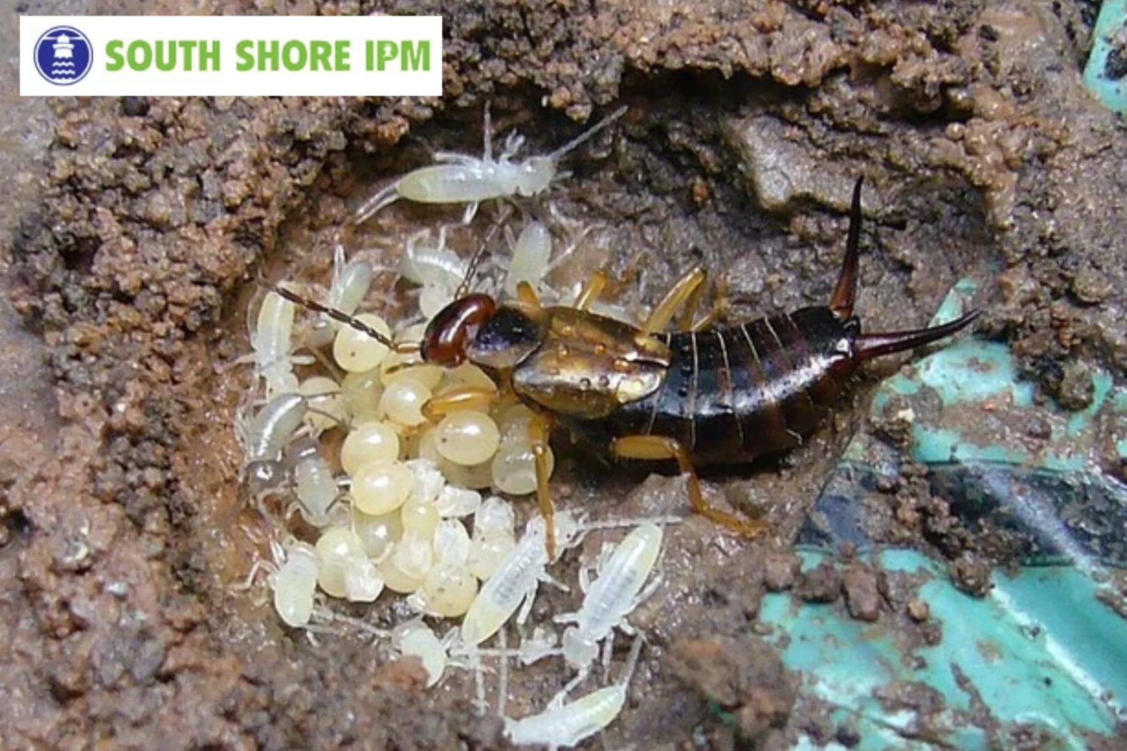 Can Earwigs Fly? Here’s What You Need to Know