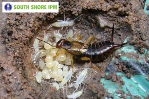 Can Earwigs Fly? Here’s What You Need to Know