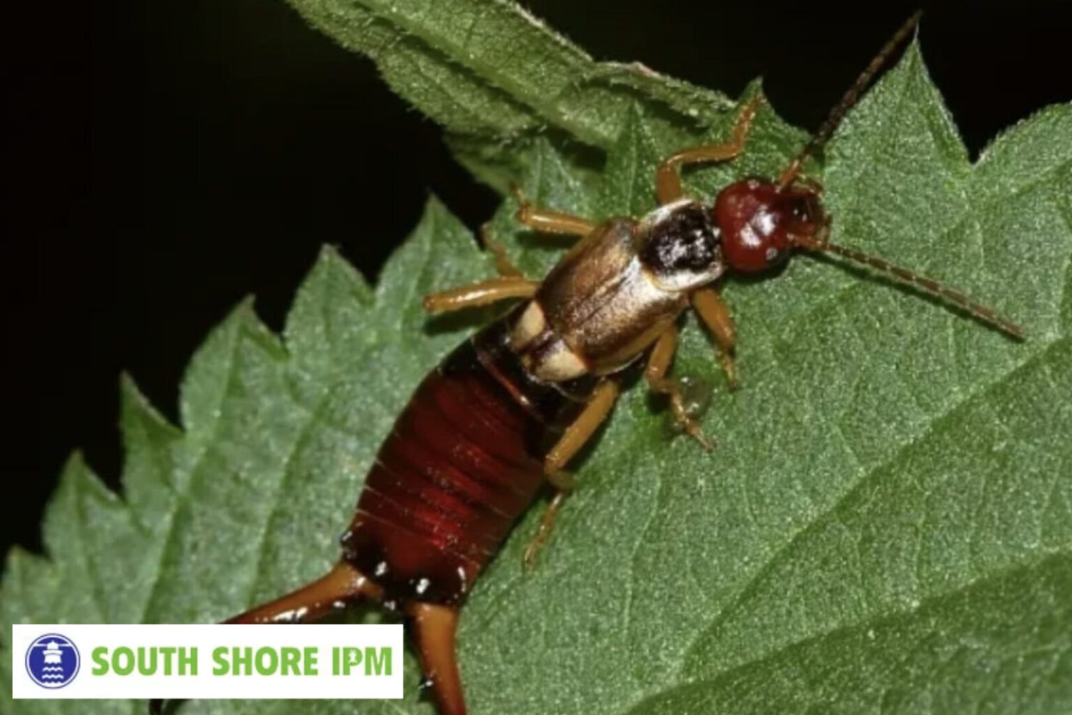 Earwig Infestation Signs & What to Do About Them