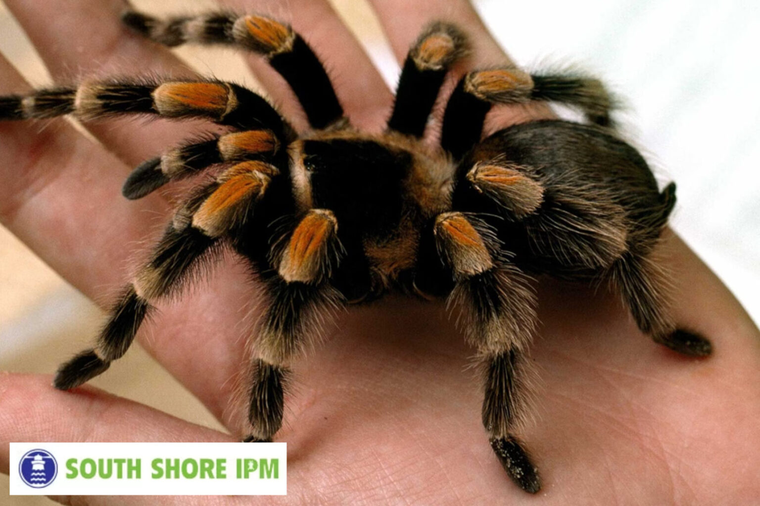 What’s on the Spider Menu? How Spiders Hunt & Eat
