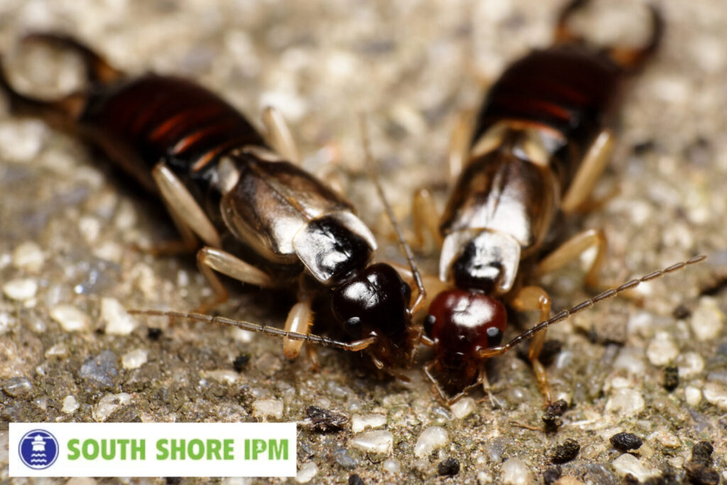 Can Earwigs Fly? Here’s What You Need to Know