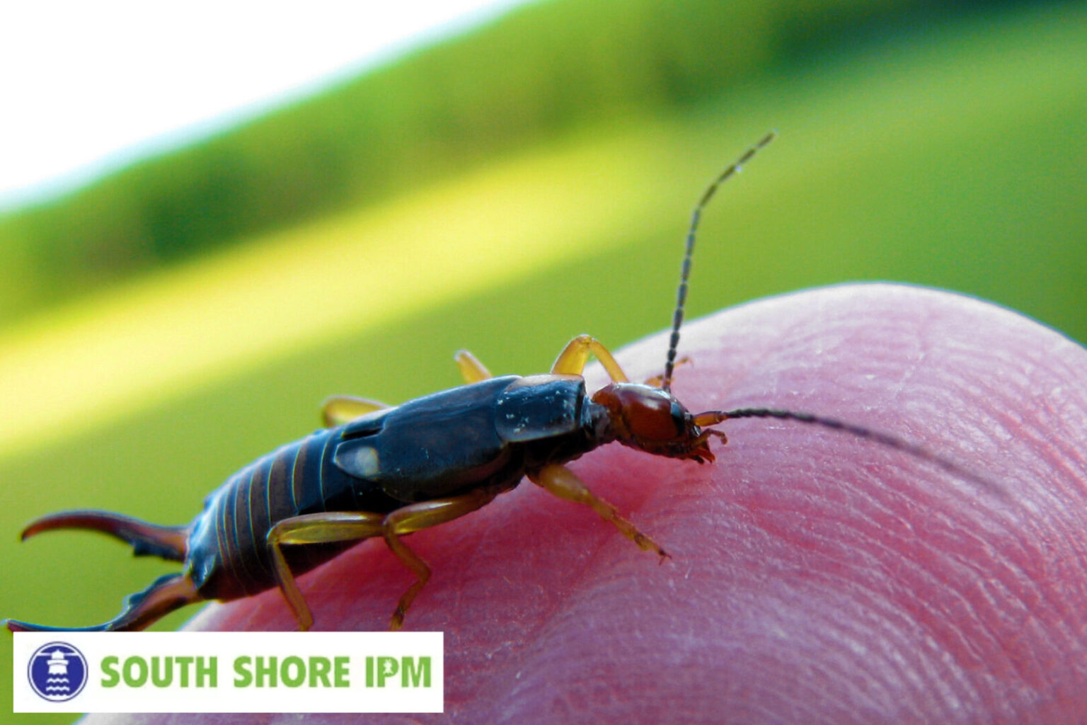 Can Earwigs Fly? Here’s What You Need to Know
