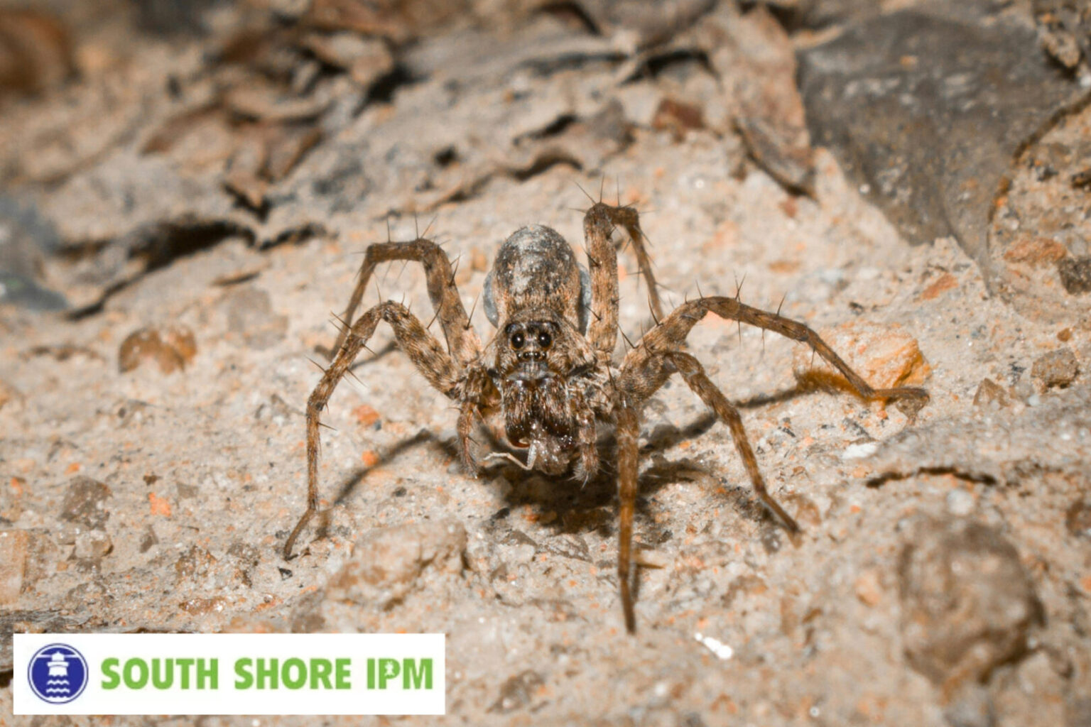 What’s on the Spider Menu? How Spiders Hunt & Eat