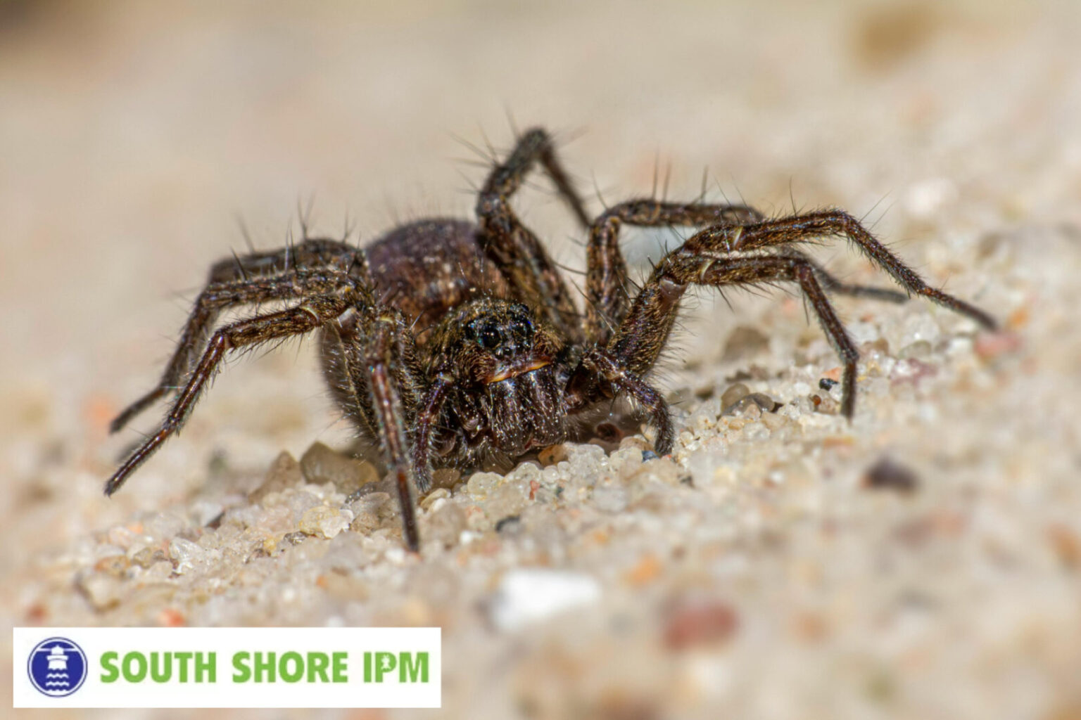 What’s on the Spider Menu? How Spiders Hunt & Eat