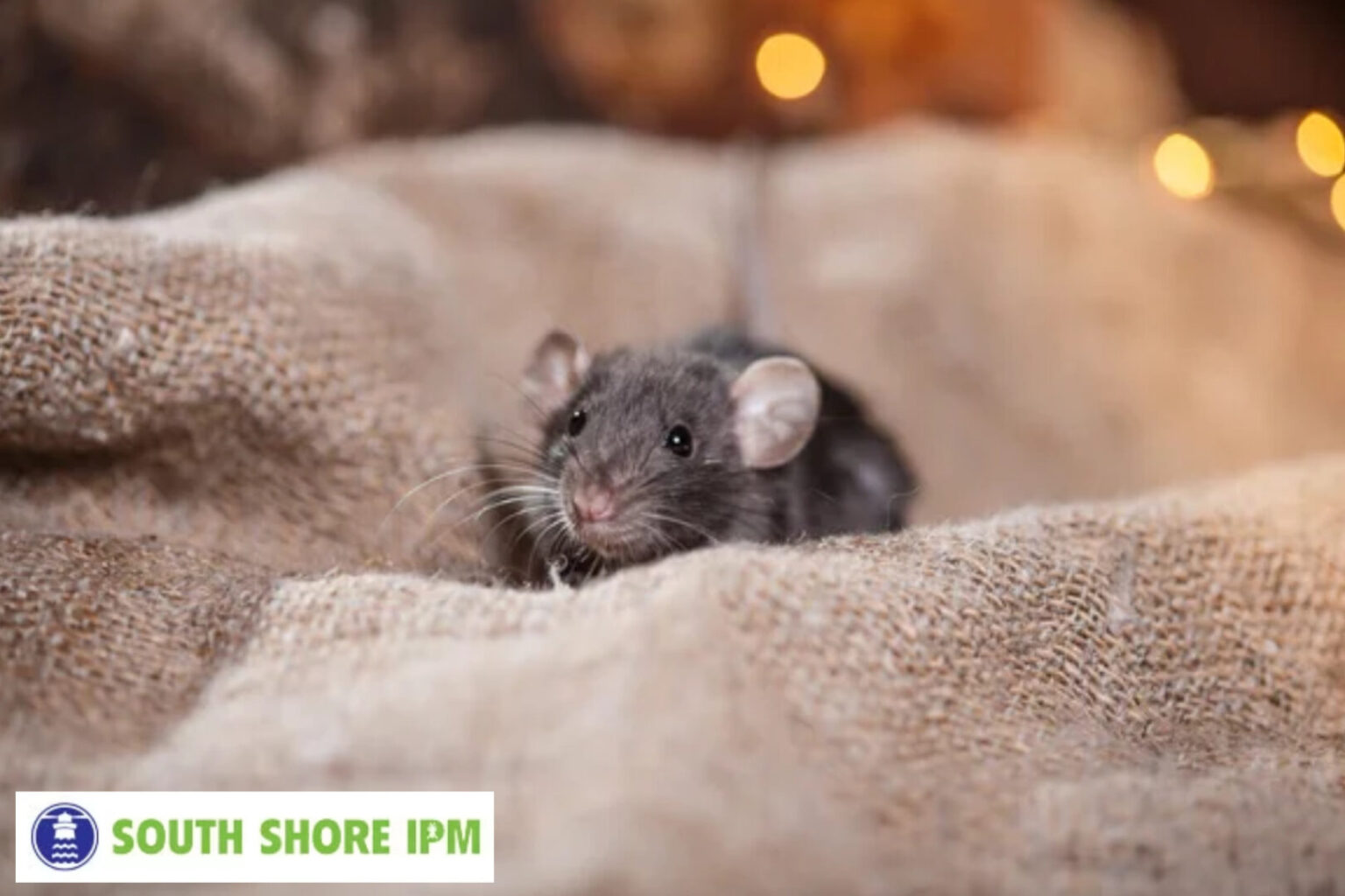 What Do Mice Eat? Understanding the Diet of Mice